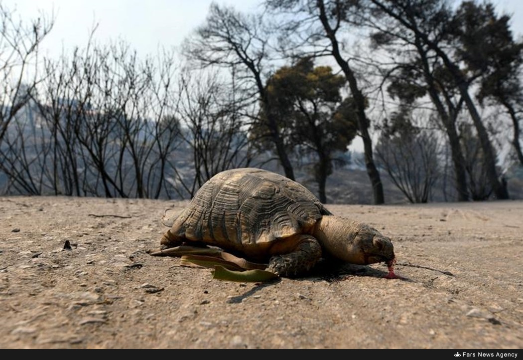 Home Page | Farsnews Agency Home Page | Farsnews Agency